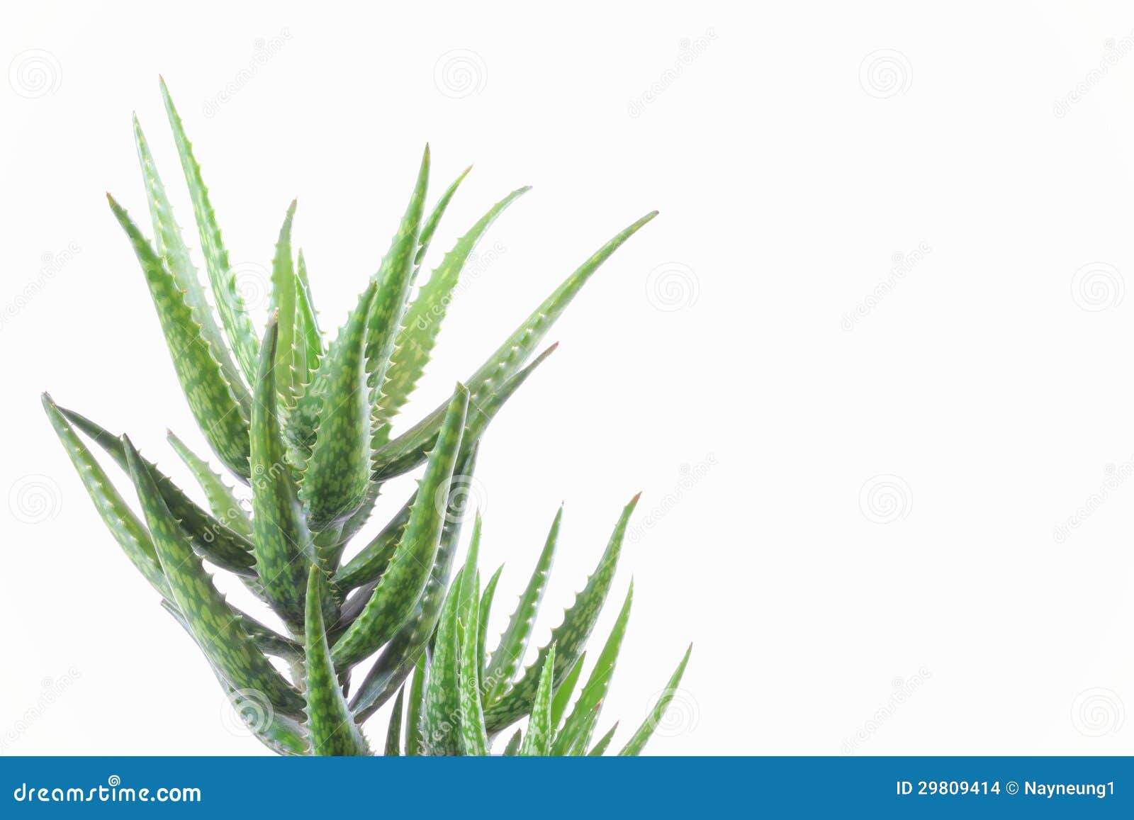 Aloe Vera Plant Isolated on White Stock Photo - Image of closeup ...