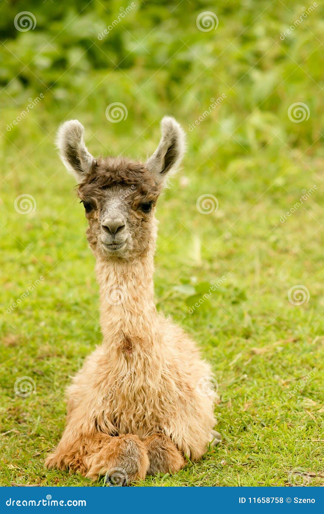 Baby Alpaca Royalty Free Stock Photos - Image: 11658758