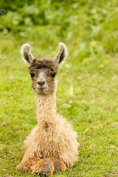 Baby Alpaca stock photo. Image of peru, cute, face, looking - 11658758