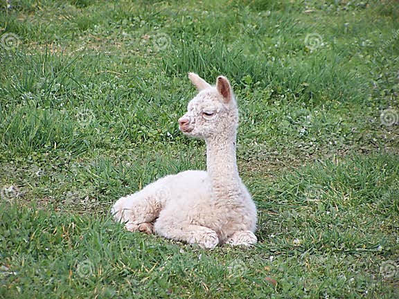 Baby alpaca stock photo. Image of sitting, baby, animal - 3158092