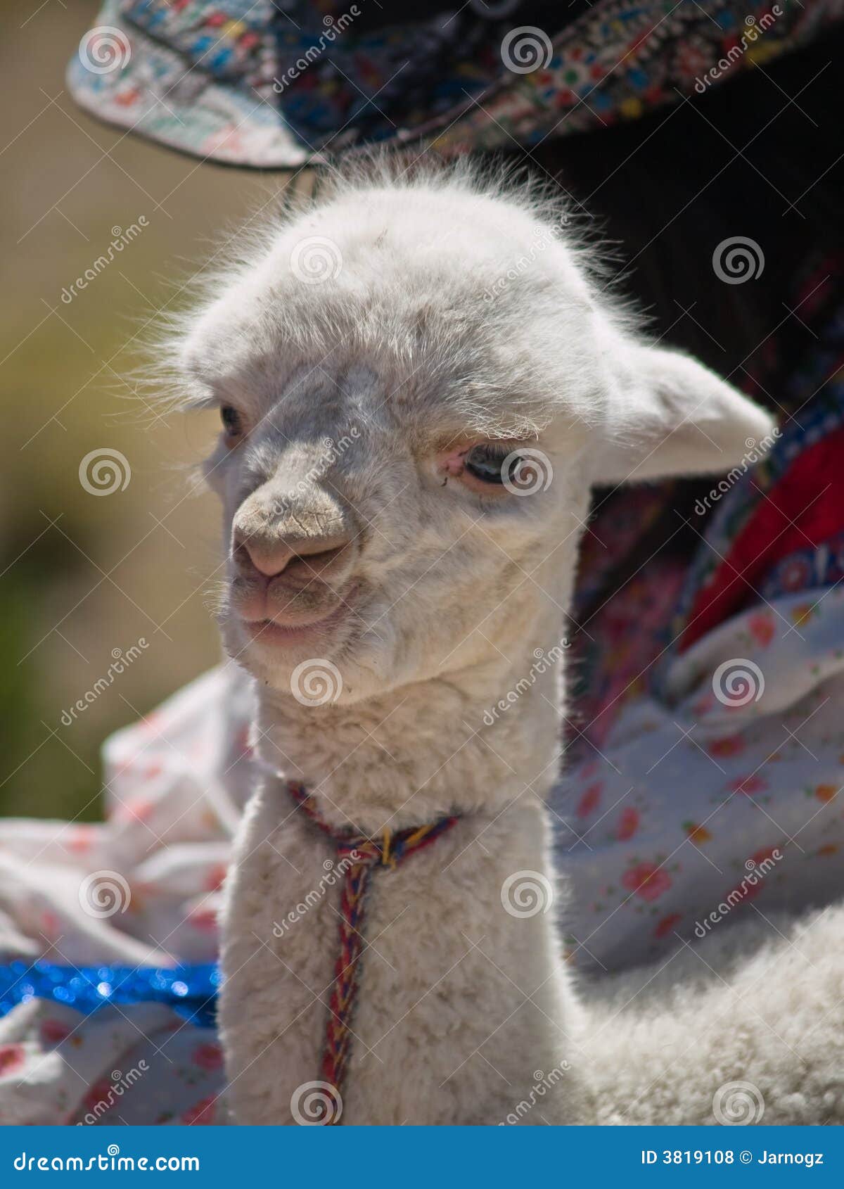 Baby Alpaca stock photo. Image of remote, group, andes - 3819108