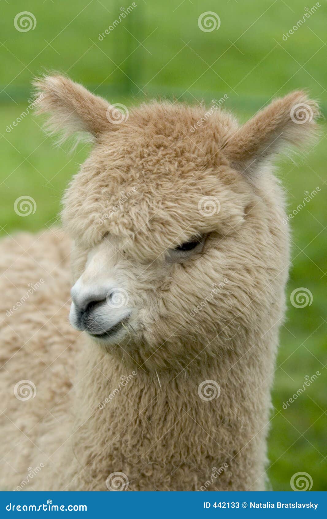 Baby alpaca stock image. Image of pasture, peru, petting - 442133