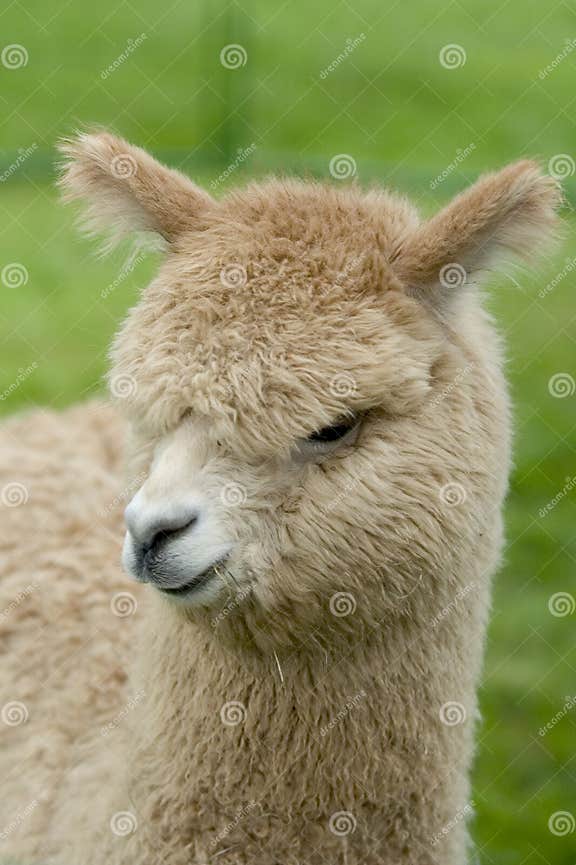 Baby alpaca stock image. Image of pasture, peru, petting - 442133
