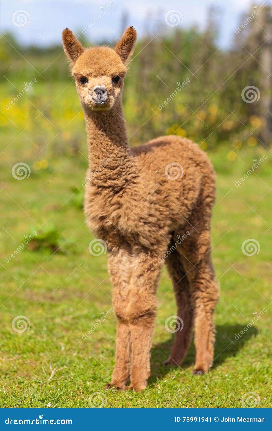 Baby Alpaca Brown stock image. Image of camelid, alpaca - 78991941