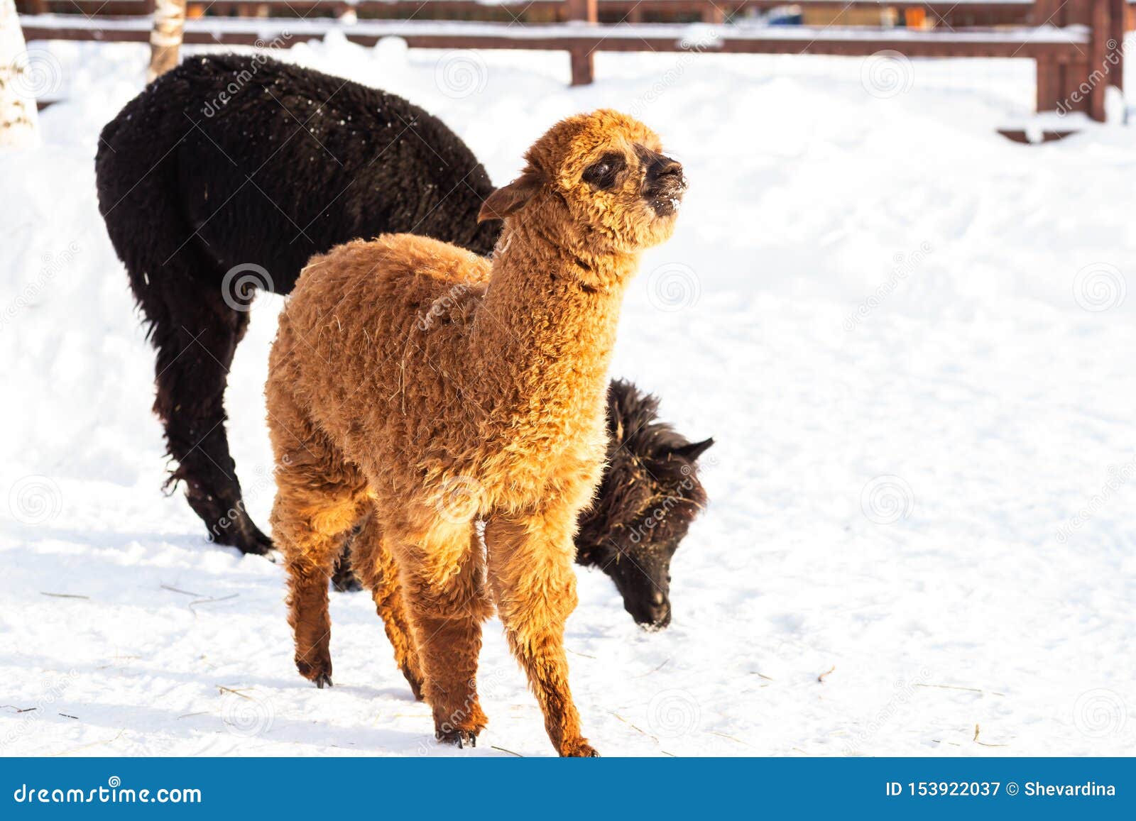 Baby Alpaca and Mother Alpaca Stock Image - Image of material, alpaca ...