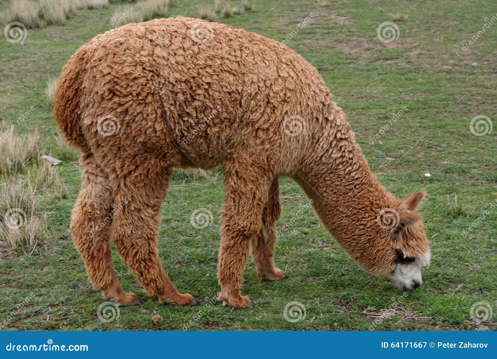 Baby Alpaca in Peru. stock image. Image of animal, white - 64171667