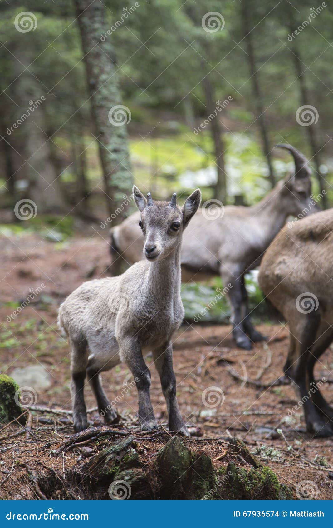 Baby Alpine Ibex with the Herd Stock Photo - Image of mountains, herd ...