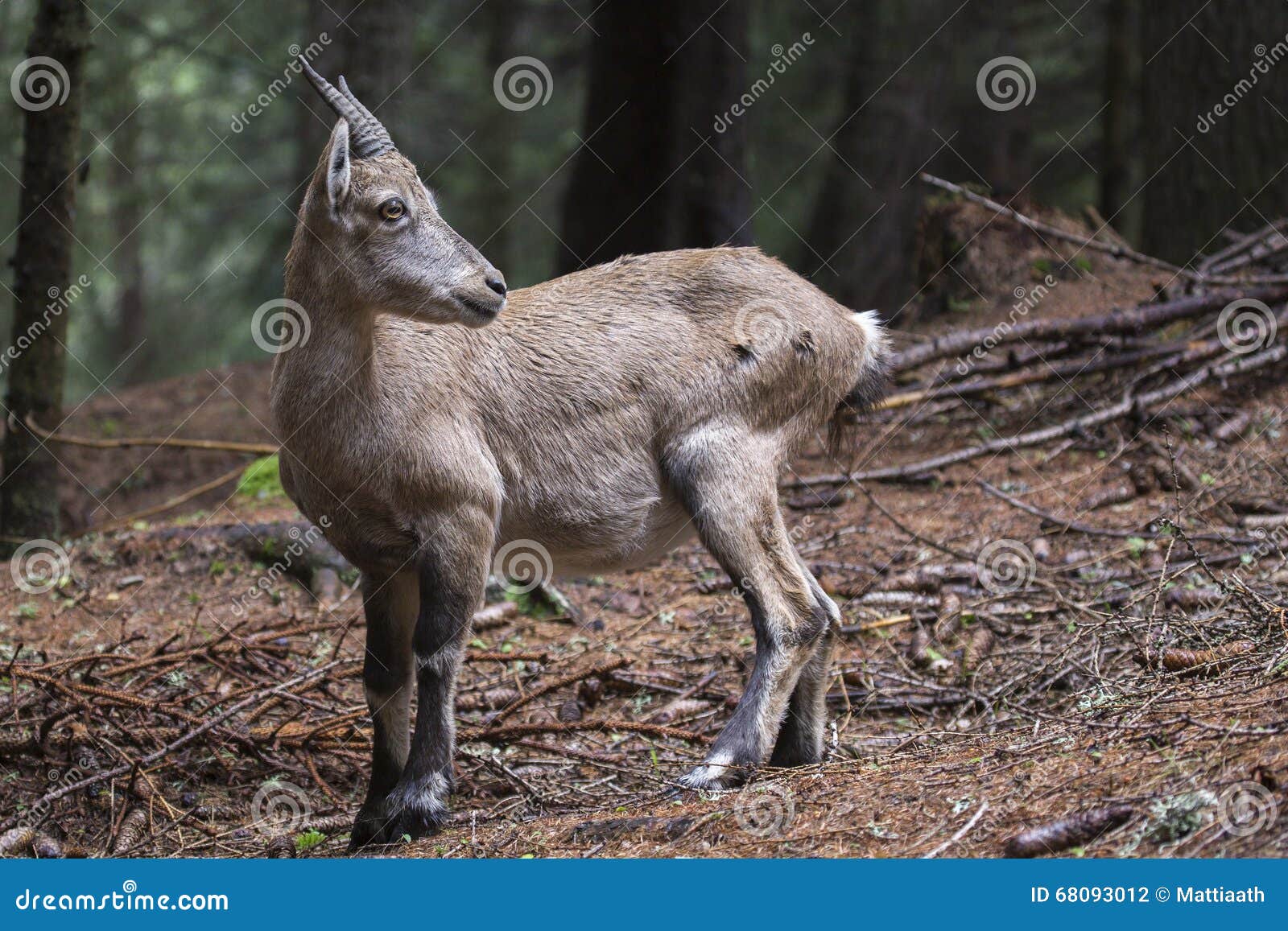 Baby Alpine Ibex Looking Around Stock Photo - Image of looking, alpine ...