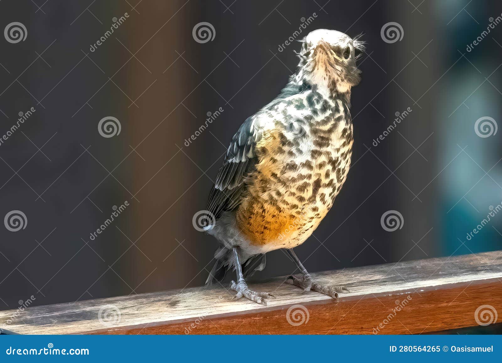 A Baby American Robin, a Recently Fledged American Robin Chick Stock ...