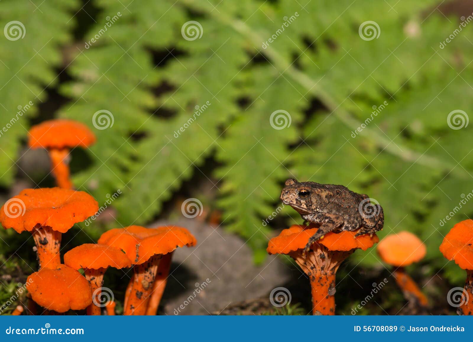 Baby American Toad stock image. Image of calling, americanus - 56708089