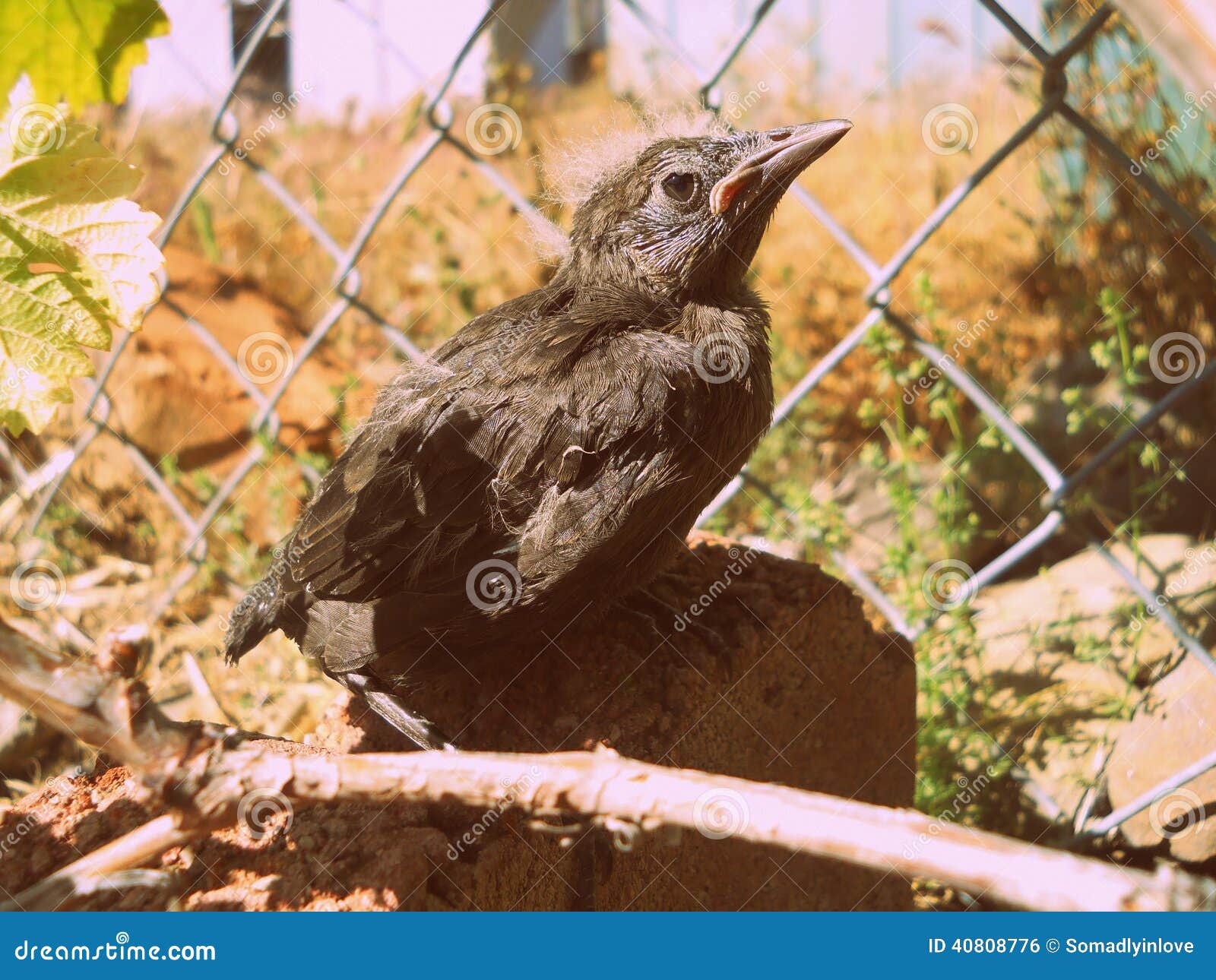 Baby-Amsel-gewordener Vogel Stockfoto - Bild von vogelhaus, fotographie ...