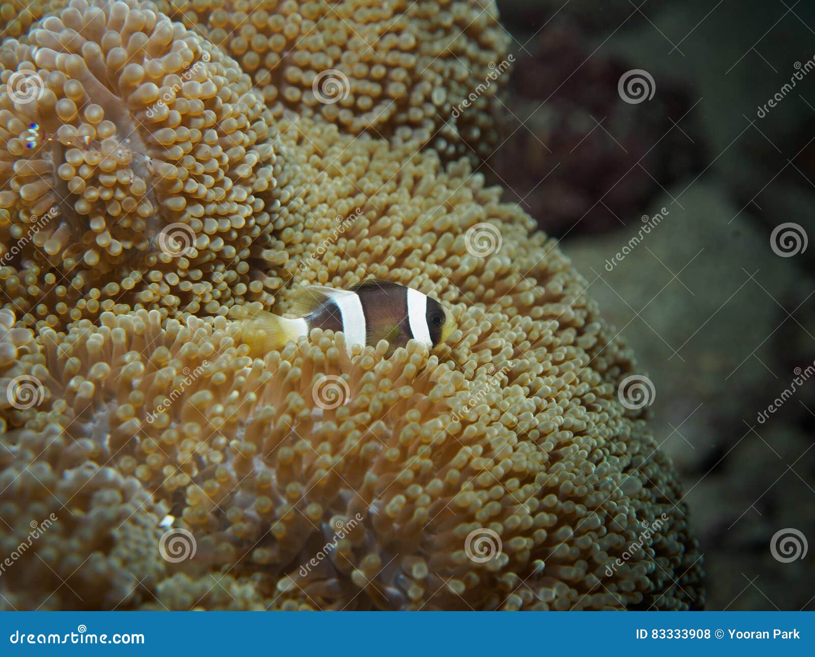 Baby Anemonefish Anemone Photos - Free & Royalty-Free Stock Photos from ...