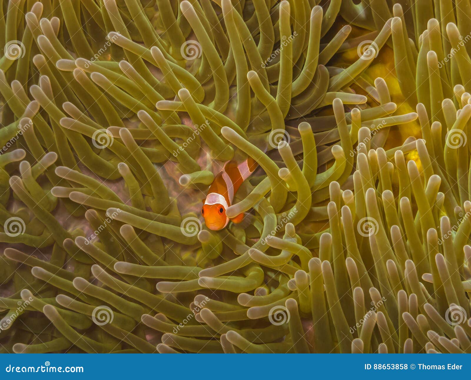 Baby anemonefish stock photo. Image of ocean, tourism - 88653858