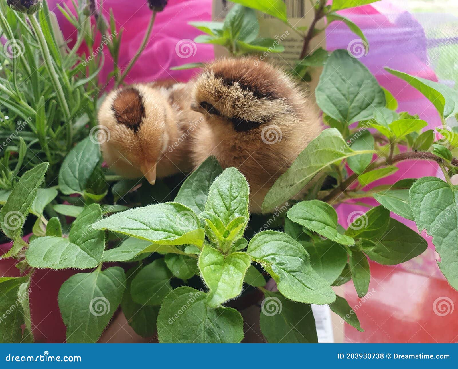 Baby Animal Chicks Chickens Pink Pets Stock Photo - Image of herb ...
