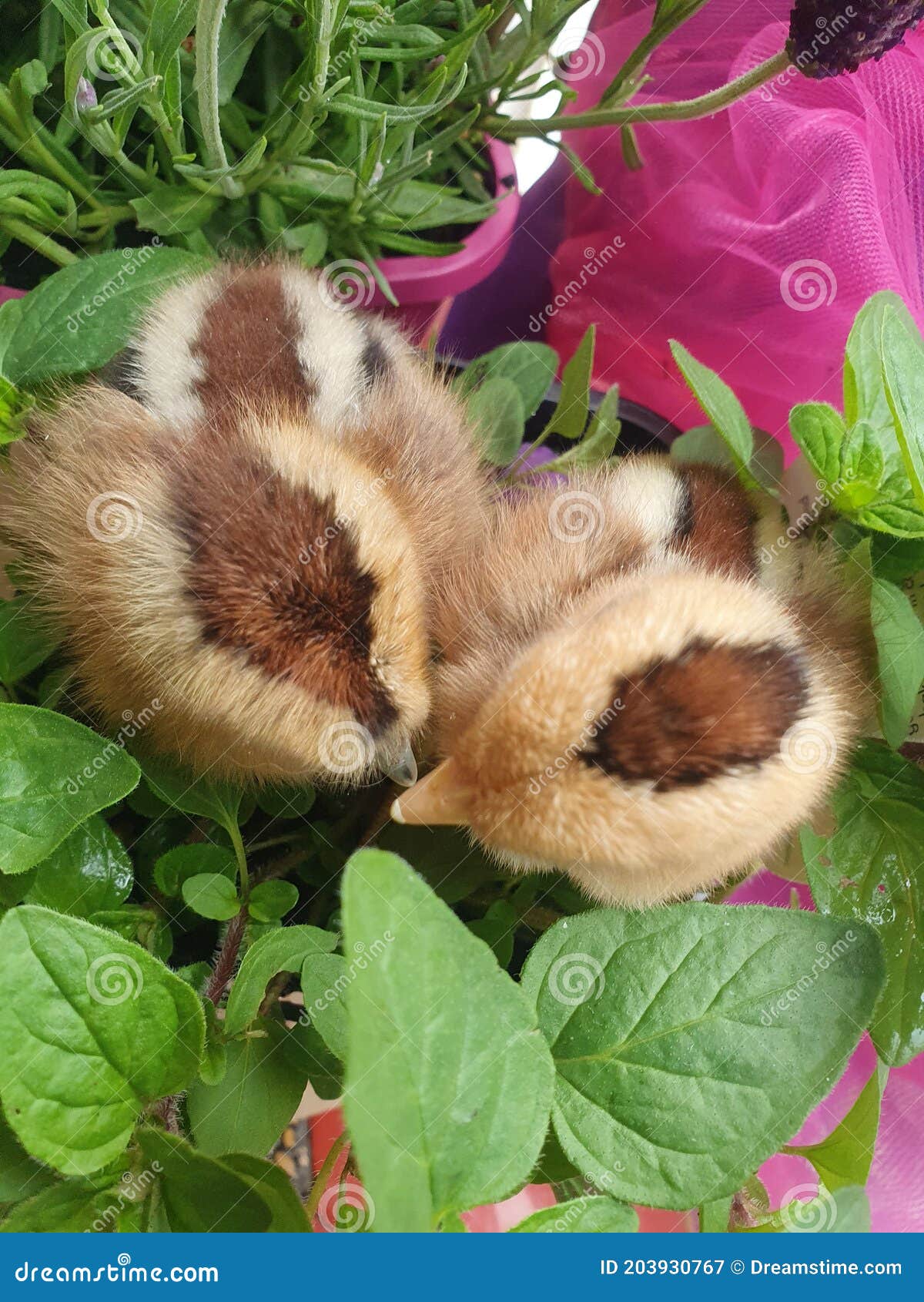 Baby Animal Chicks Chickens Pink Pets Stock Image - Image of insect ...