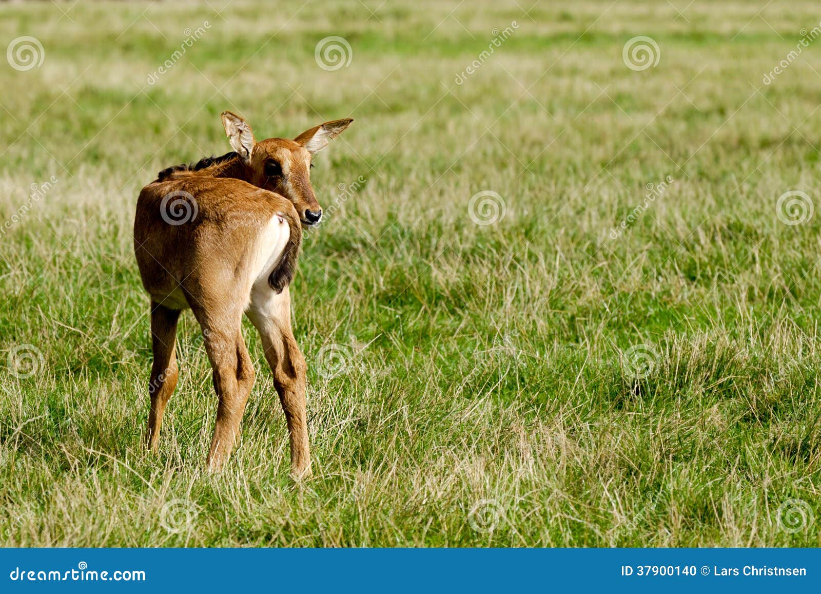 Baby antelope stock photo. Image of herd, mammal, baby - 37900140