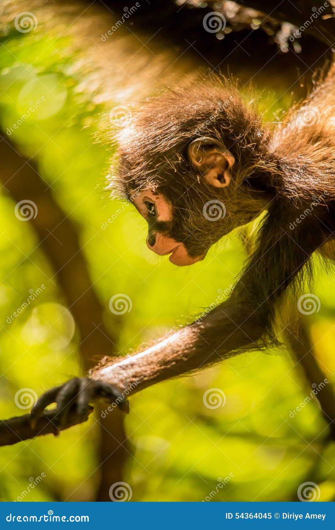 Baby Ape stock image. Image of female, animal, orangutang - 54364045