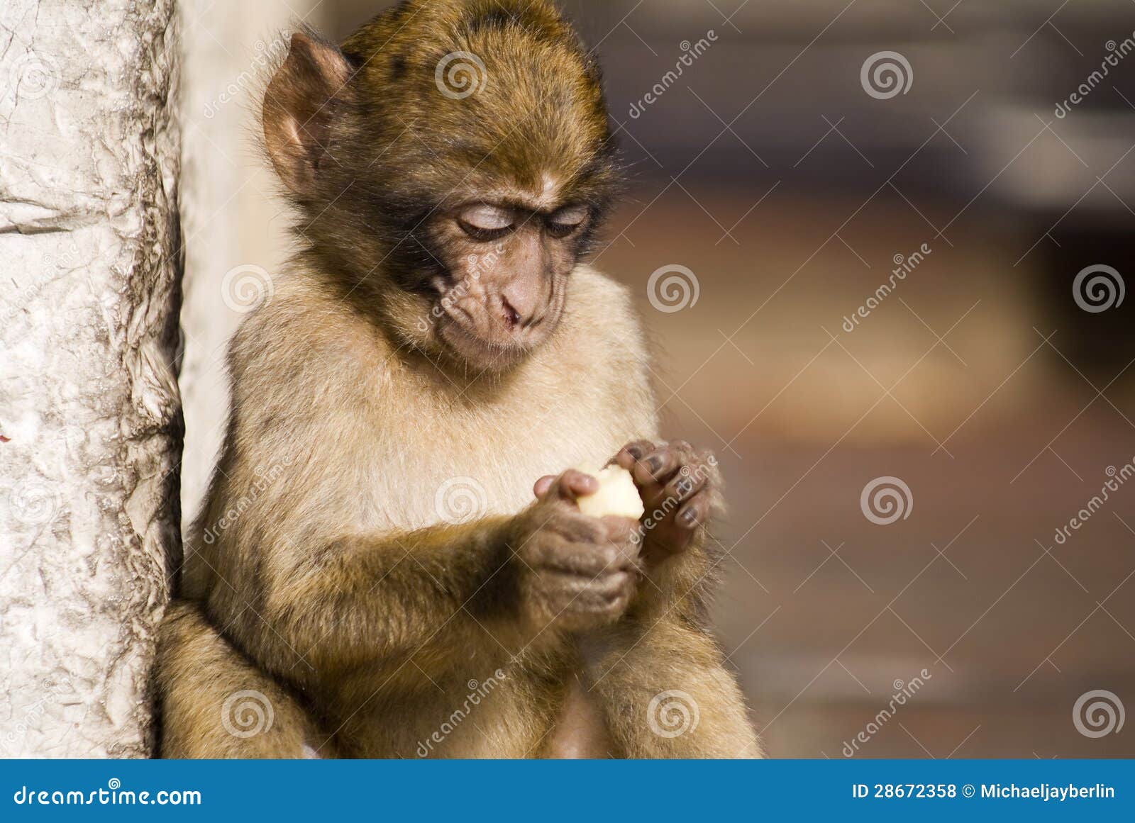 Baby Ape Eating stock photo. Image of focused, berber - 28672358