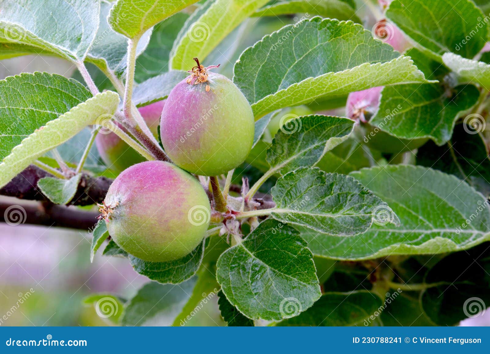 Baby Green Apple Tree