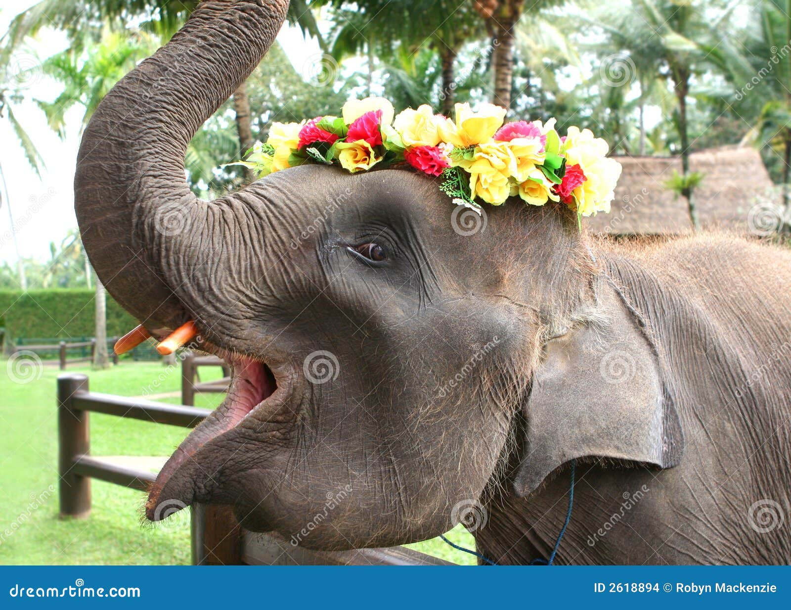 Baby Asian Water Monitor Lizard, Varanus Salvator In Lumphini Park In ...