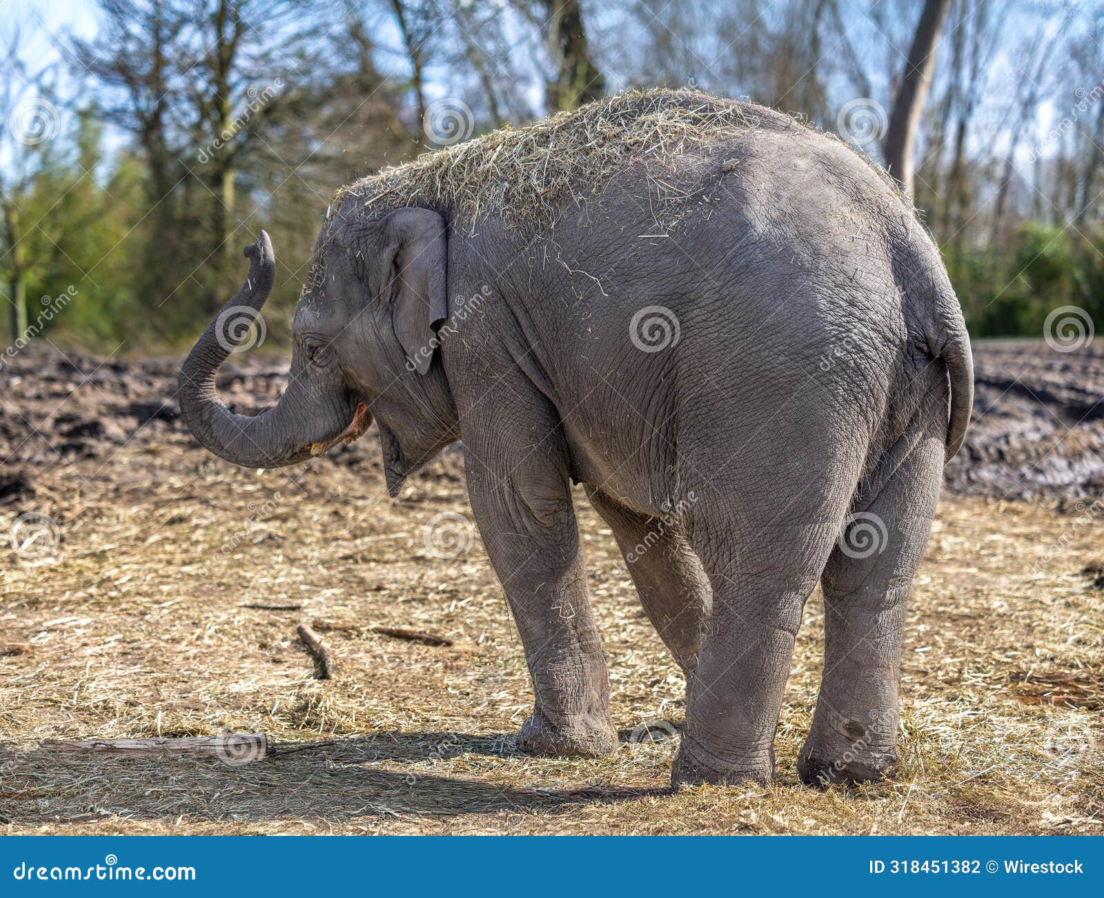 Baby Asian Elephant Playing and Laughing Stock Photo - Image of ...