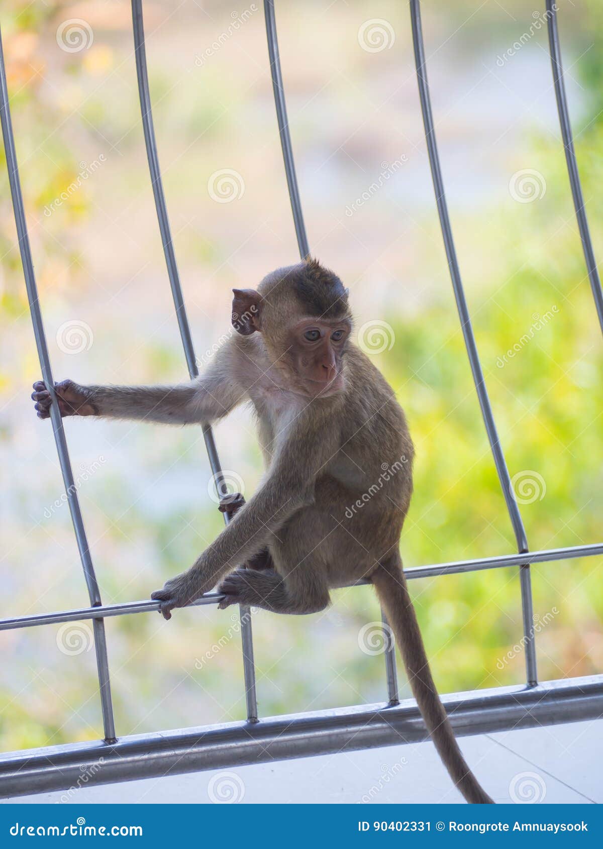 Baby Asian Monkey in Thailand Stock Image - Image of small, macaque ...