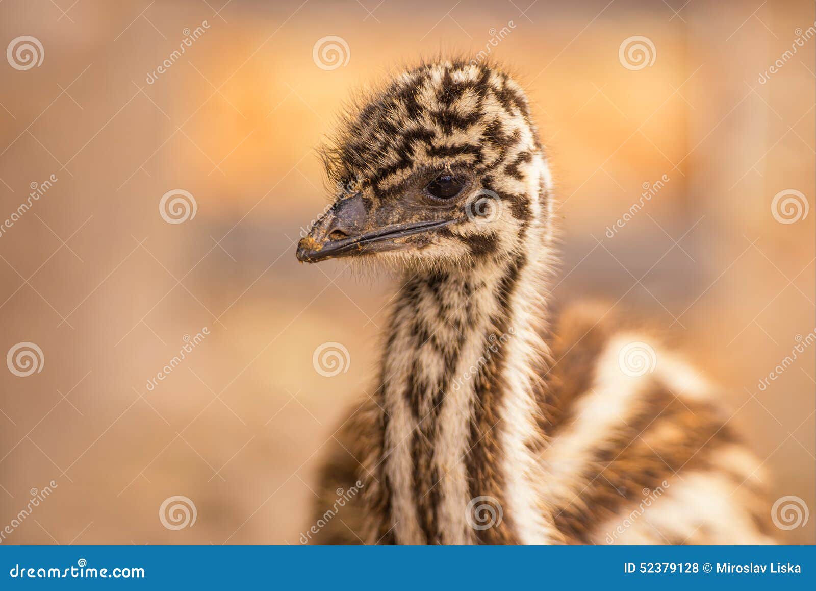 Baby Australische Emoe stock foto. Image of vogel, struisvogel - 52379128