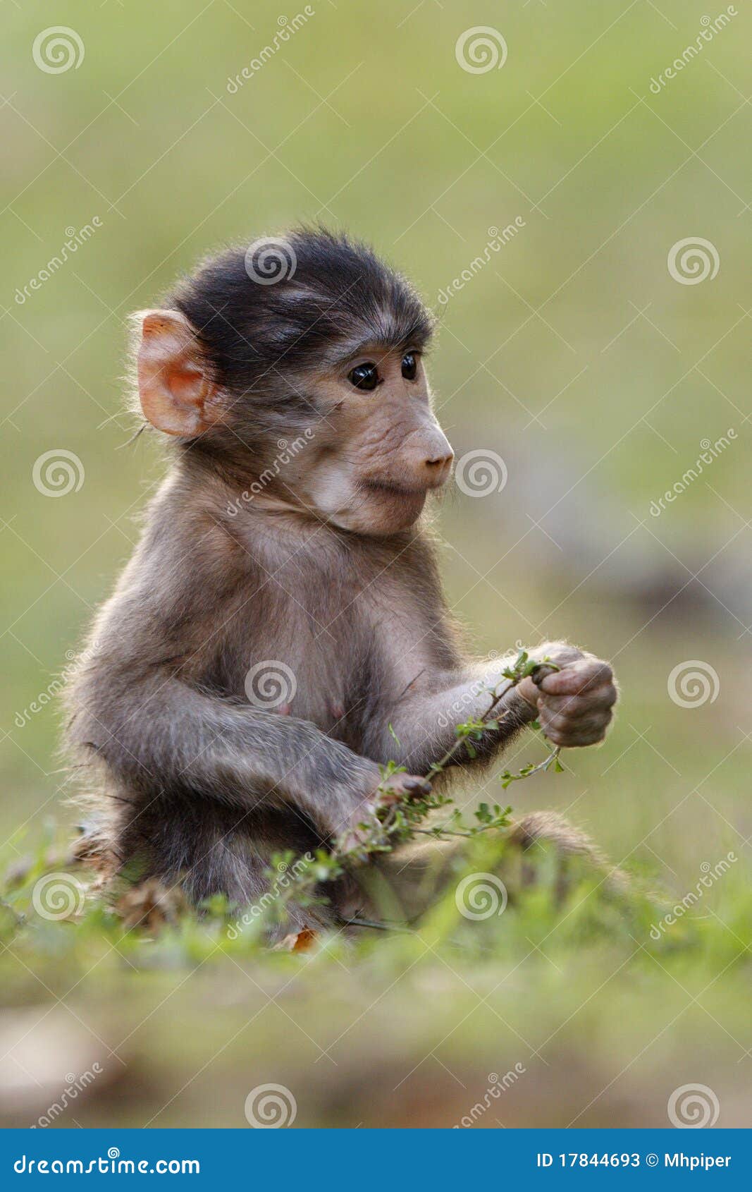 Baby Baboon stock image. Image of mammal, wildlife, chacma - 17844693