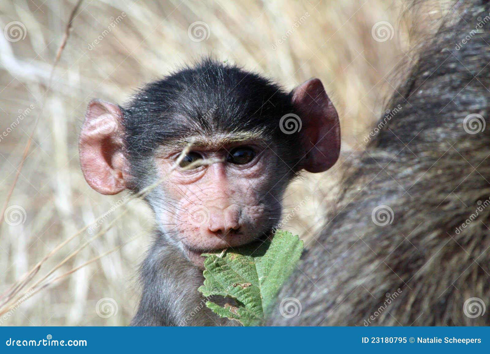 Baby Baboon stock image. Image of wildlife, primate, cute - 23180795