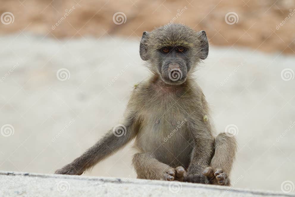 Baby Baboon stock image. Image of ears, reserve, african - 28656823