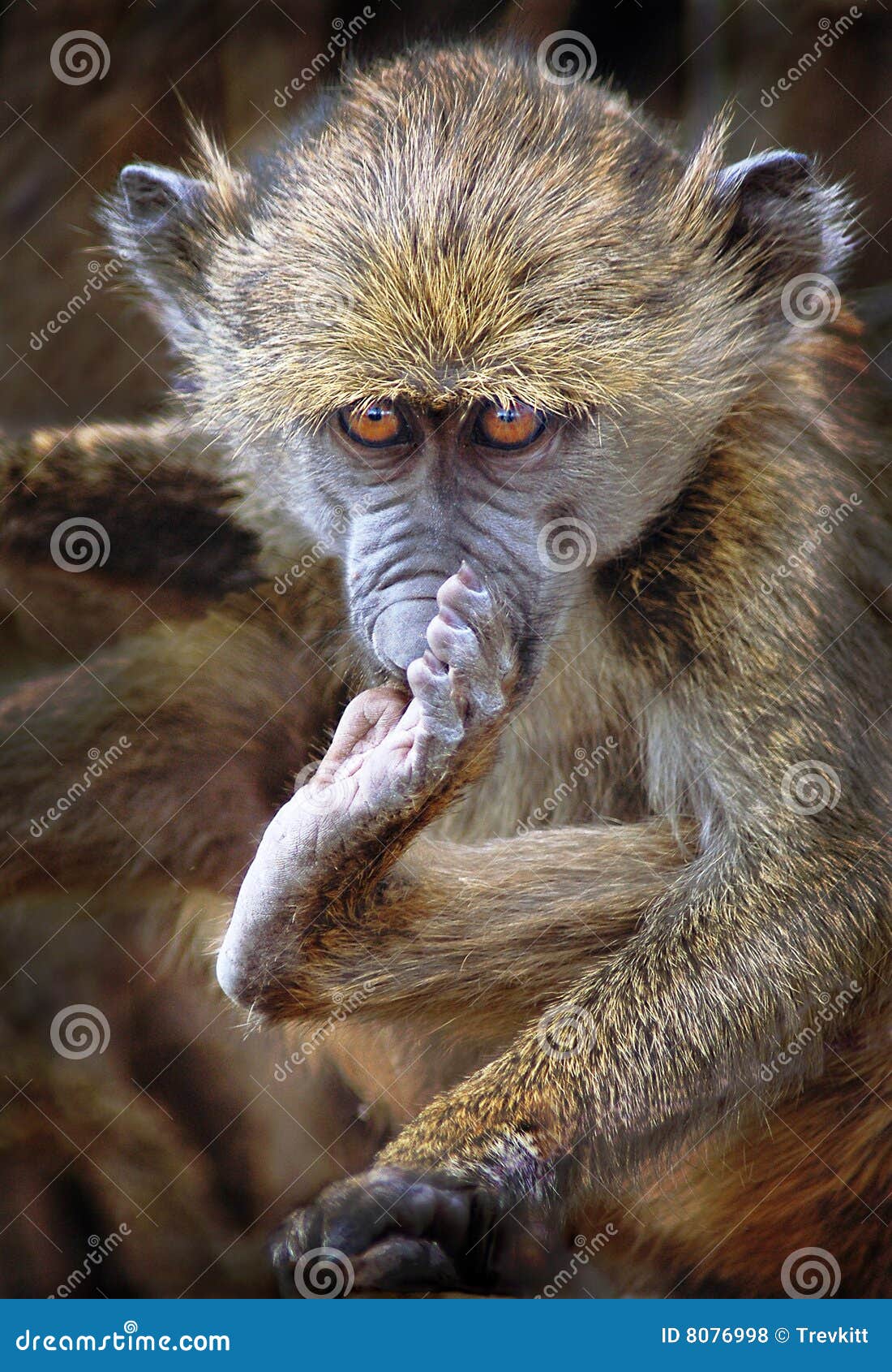Baby baboon stock photo. Image of vertical, sucking, foot - 8076998