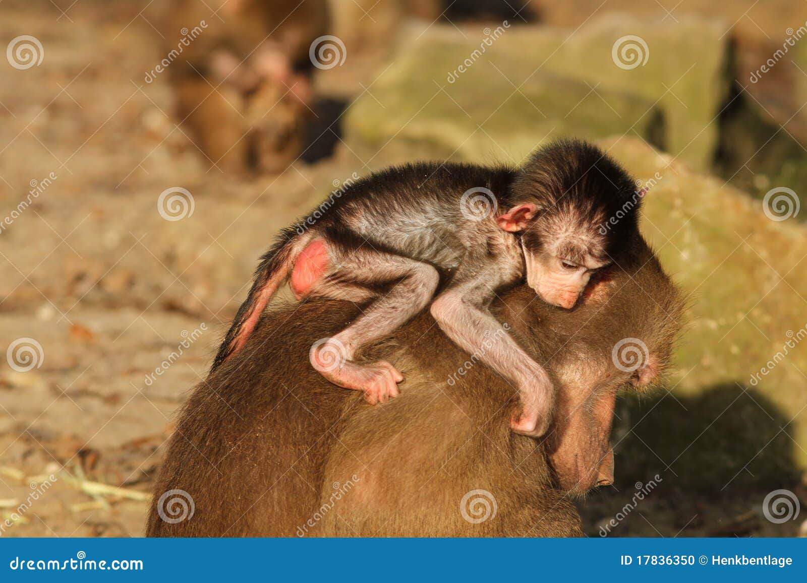 Baby Baboon on the Back of Its Mother Stock Photo - Image of mammal ...