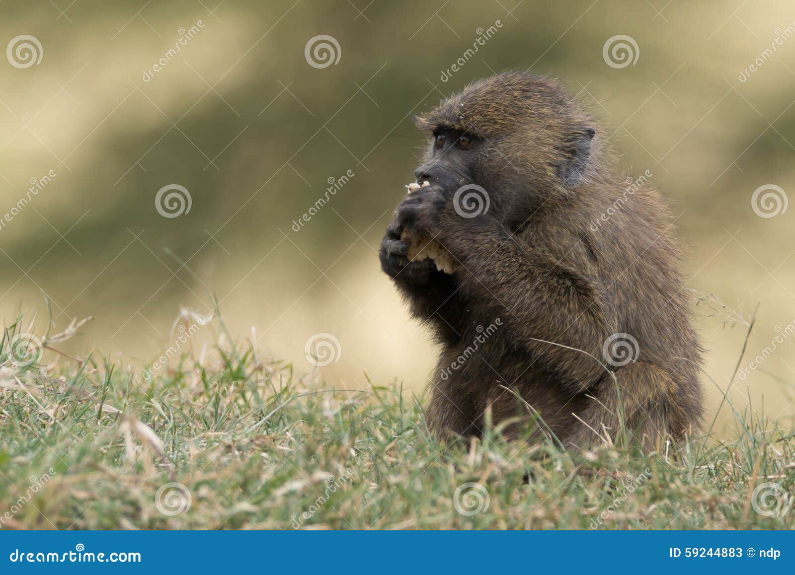 Baby Baboon in Grass Eating with Paws Stock Image - Image of grassland ...