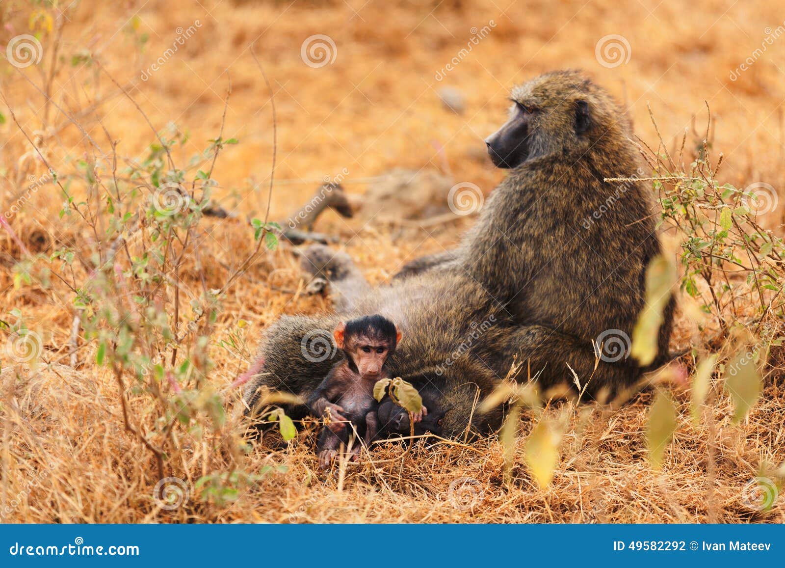 Baby baboon stock photo. Image of masai, wild, animals - 49582292