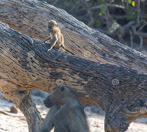 Baby Baboon Playing on Tree Trunk Stock Image - Image of five, african ...