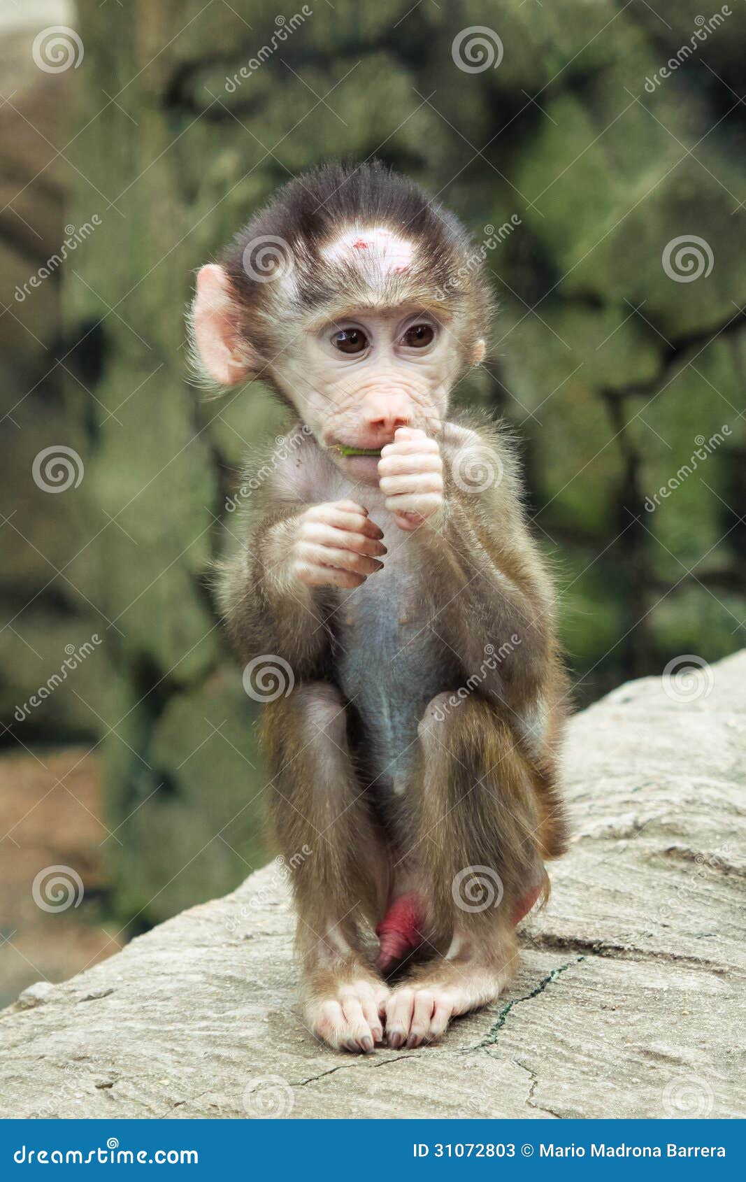 Baby Baboon stock image. Image of nature, cute, papio - 31072803
