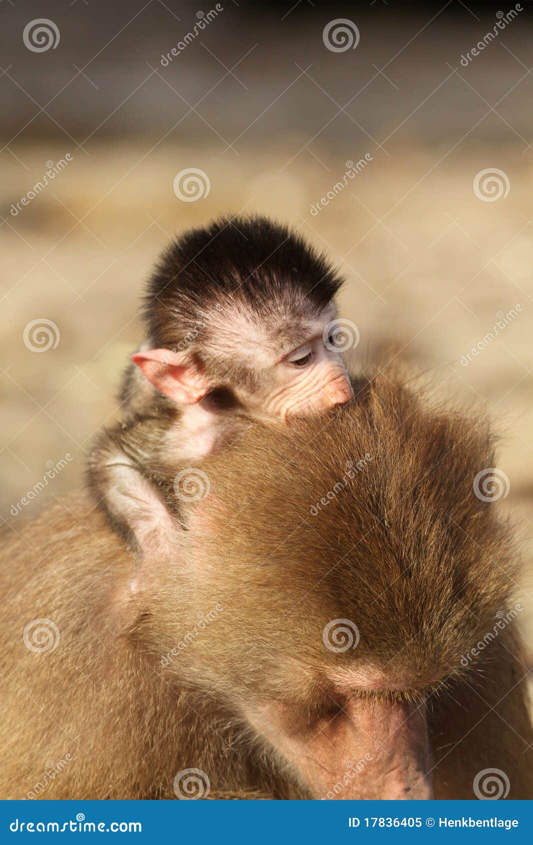 Baby Baboon Sitting on the Back of Its Mother Stock Image - Image of ...
