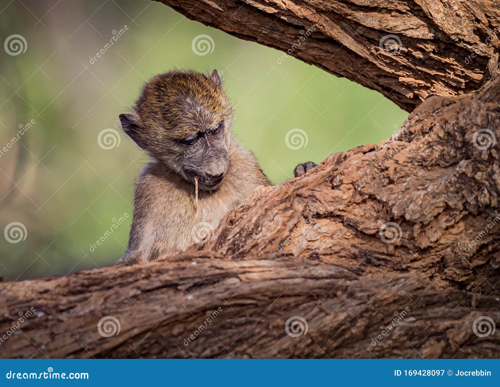 Baby baboon studies a tree stock image. Image of animal - 169428097