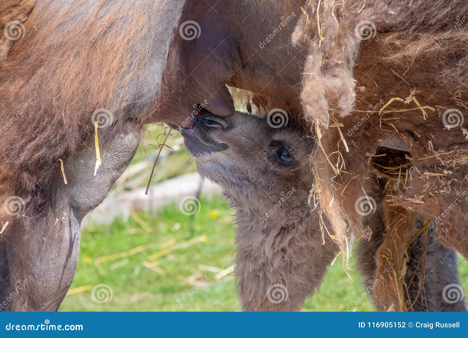 Baby Bactrian Camel Feeding from the Mother Stock Photo - Image of wild ...