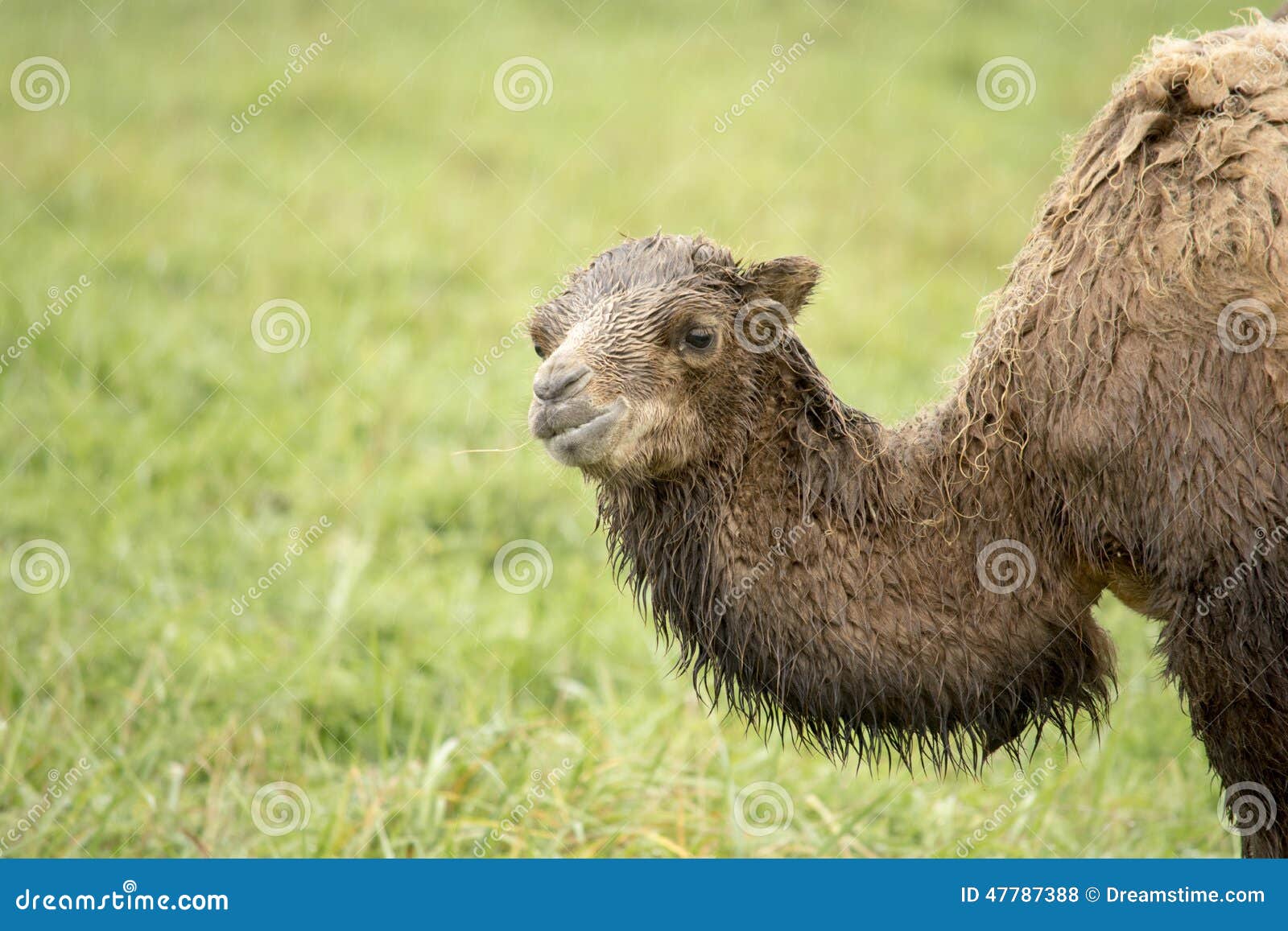 Baby bactrian camel stock photo. Image of beast, rainy - 47787388