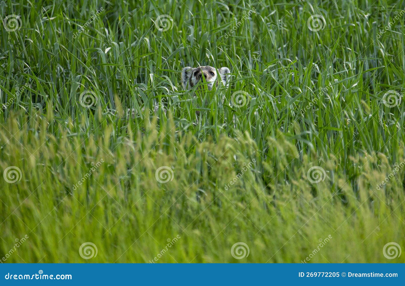 Baby Badger Peeking stock image. Image of badger, saskatchewan - 269772205