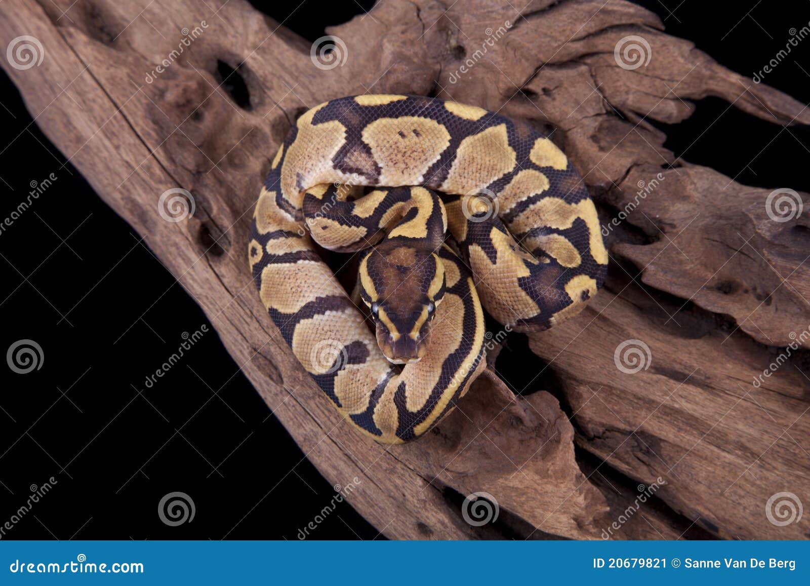 Fire Morph Stock Photos - Free & Royalty-Free Stock Photos from Dreamstime