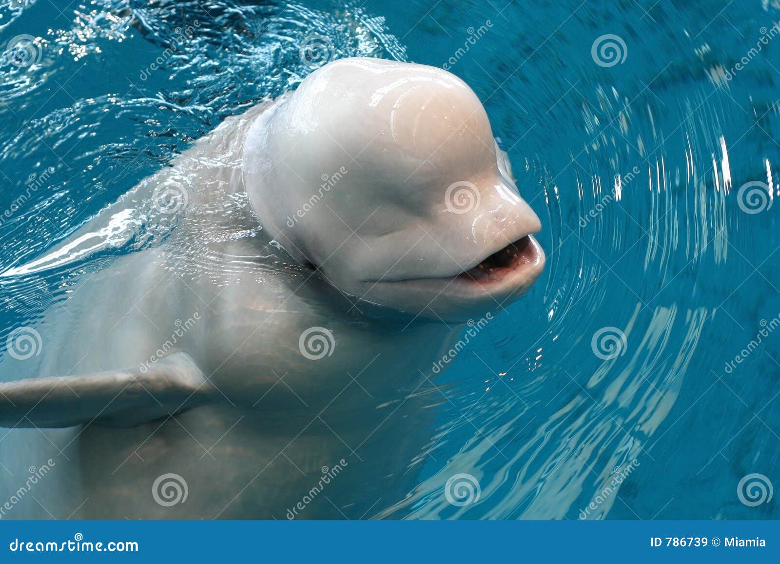 Baby Baluga stock image. Image of young, splash, animal - 786739