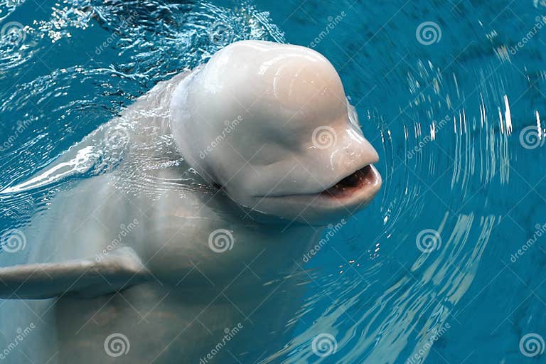 Baby Baluga stock image. Image of young, splash, animal - 786739