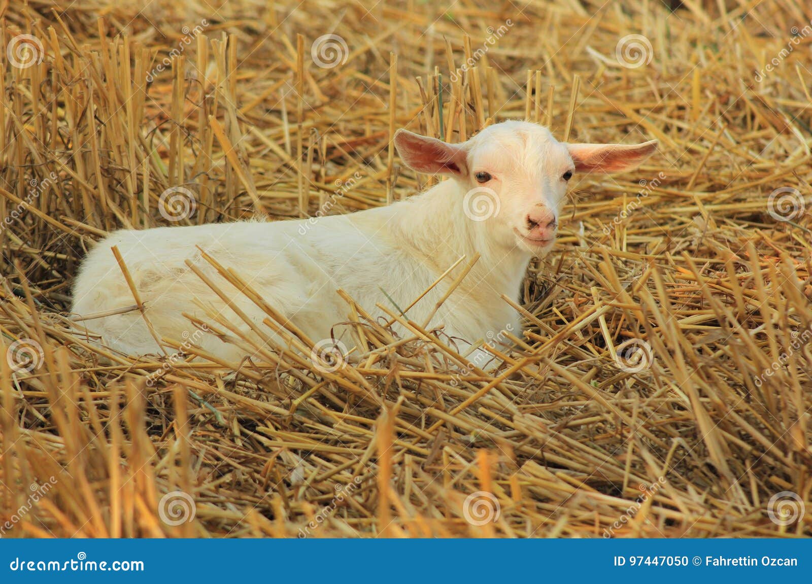 Baby bamb on straw stock photo. Image of spring, lamb - 97447050