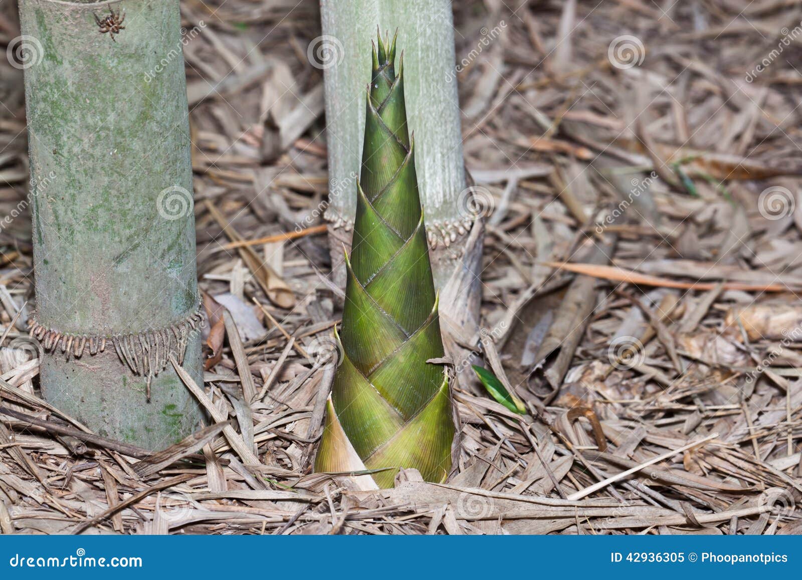 The baby bamboo stock image. Image of bamboo, jungle - 42936305