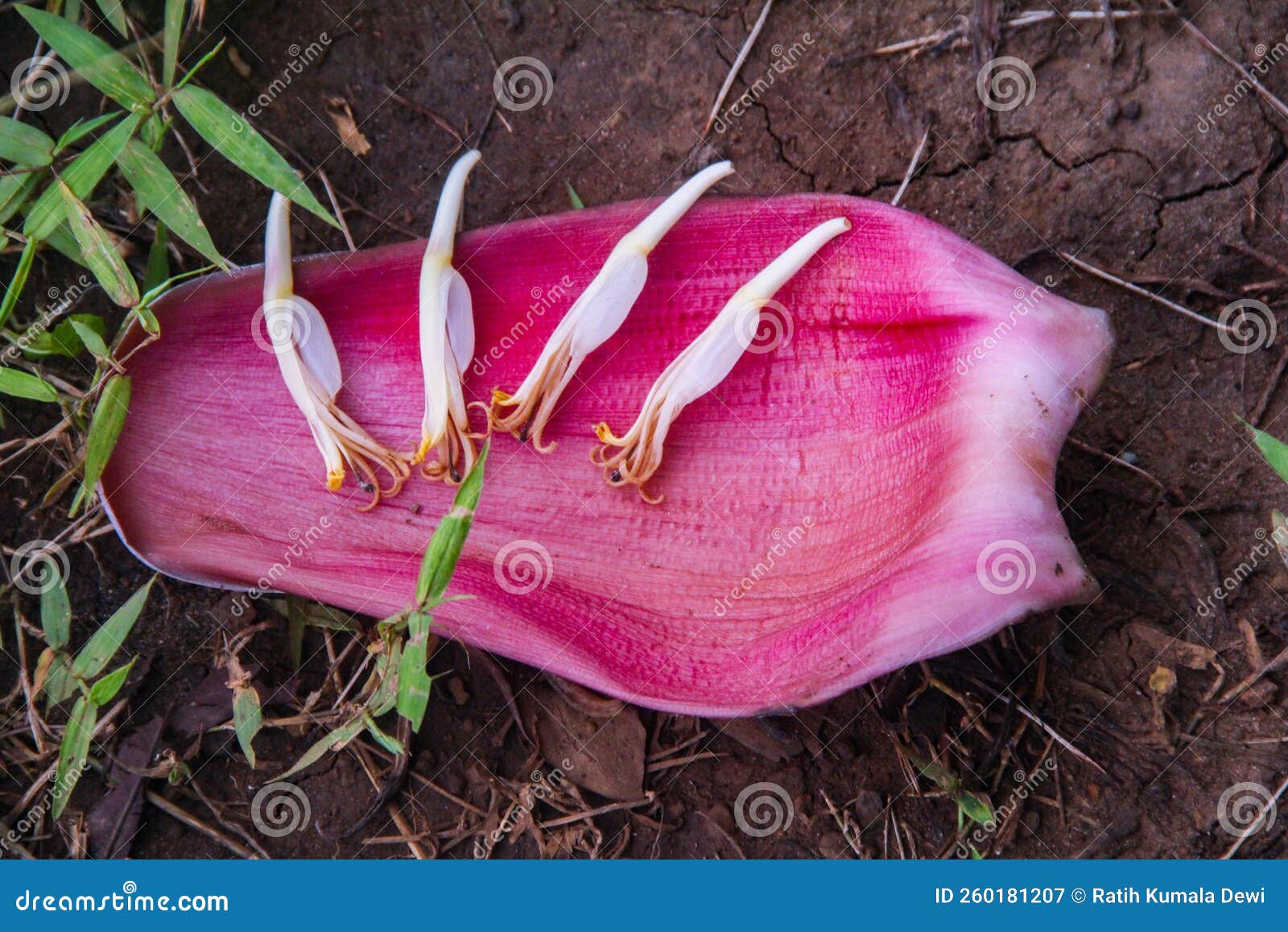 Baby Banana Inside the Banana Flower Stock Image - Image of pink ...