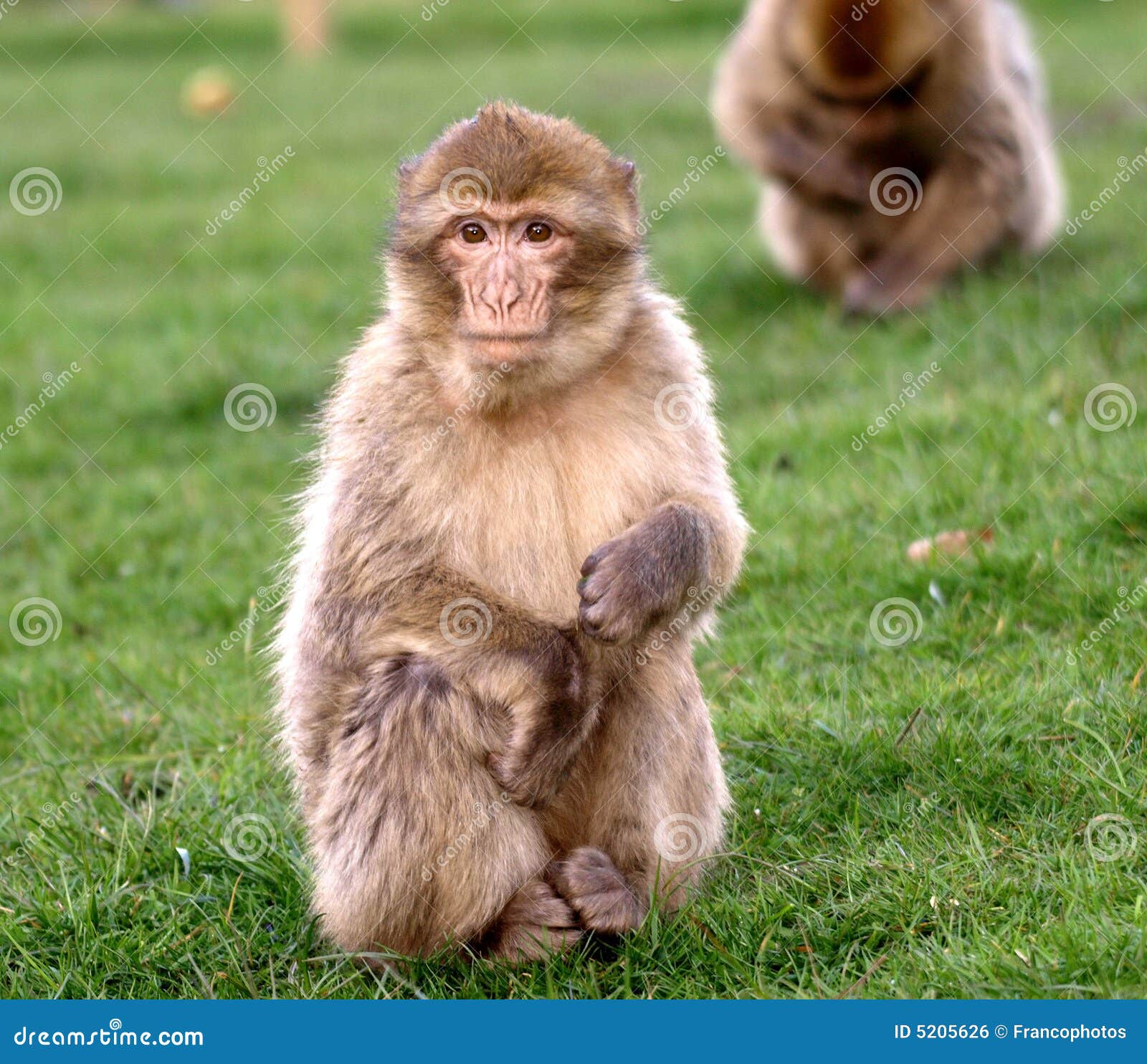 Baby Barbary Macaque stock photo. Image of young, baby - 5205626