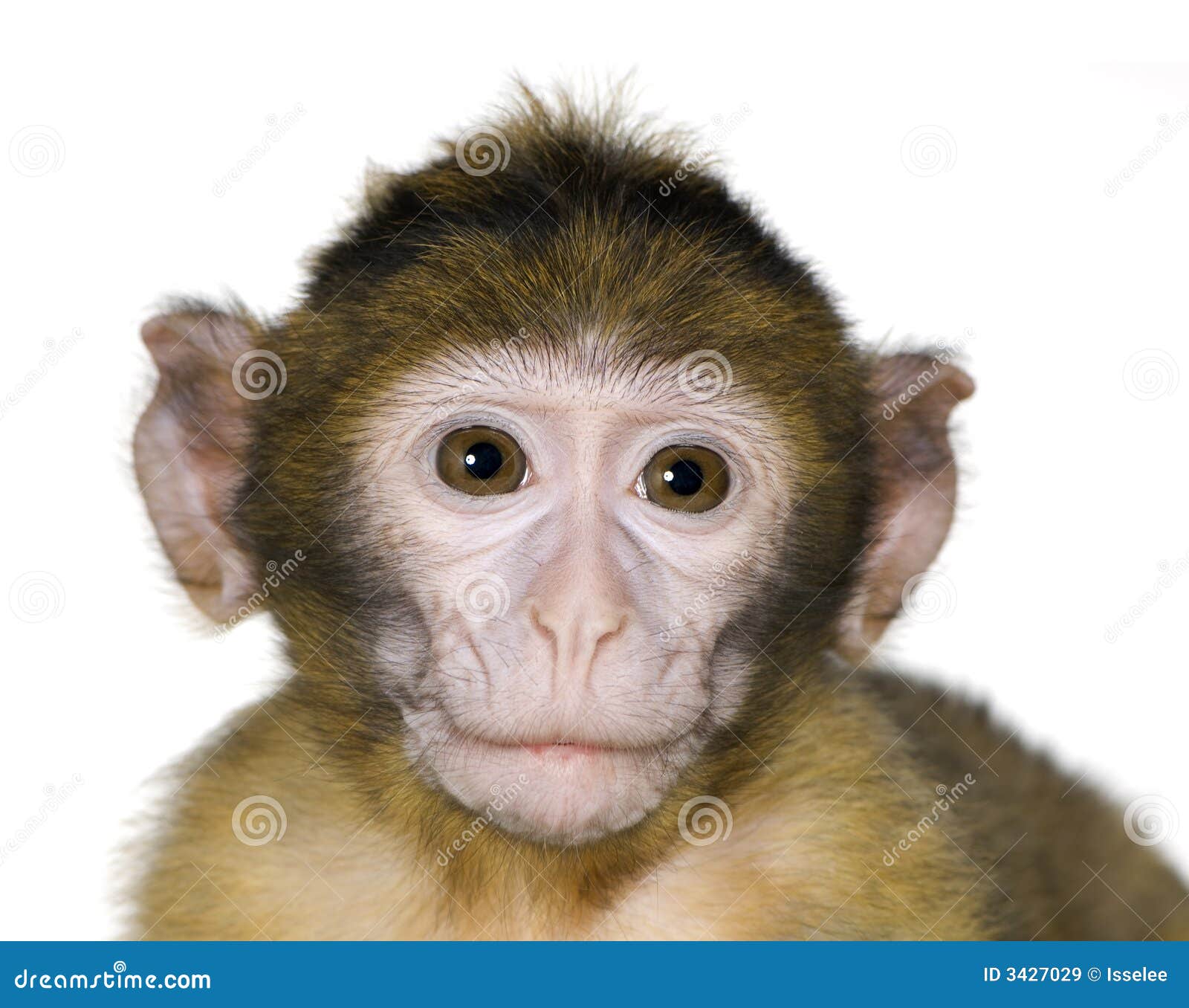 Baby Barbary Macaque - Macaca Stock Image - Image of macro, childhood ...