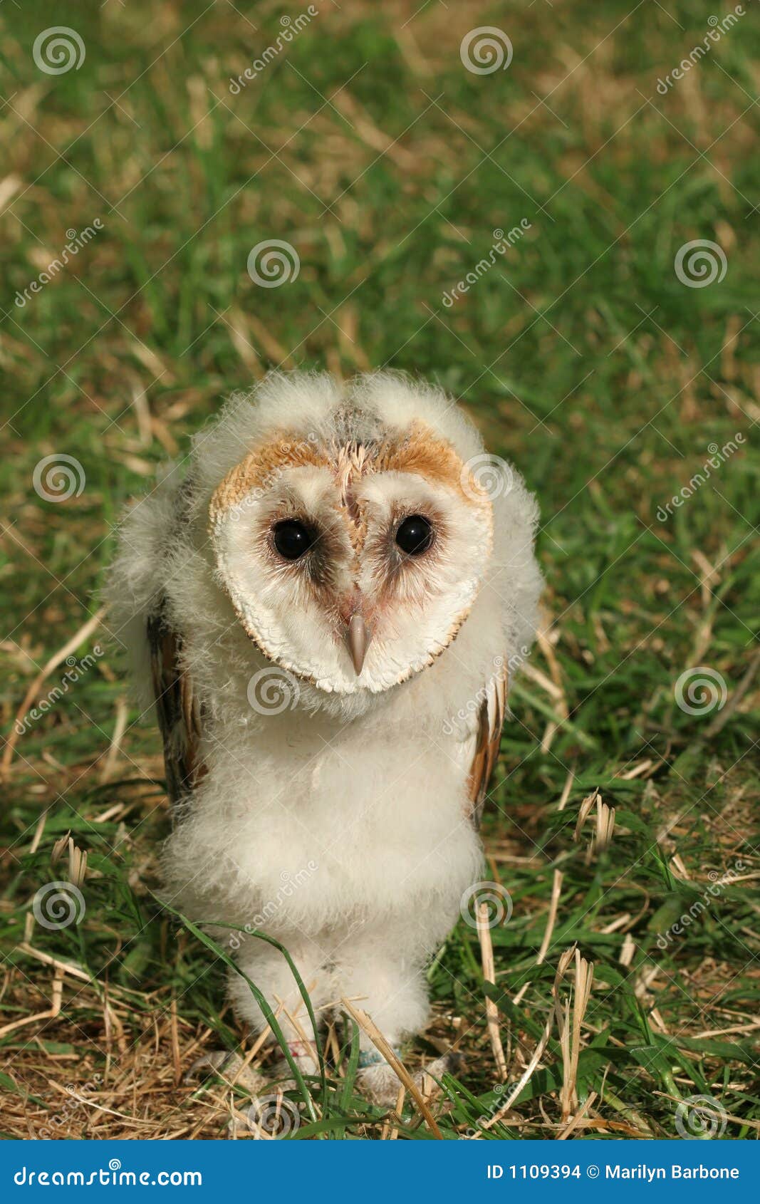 Baby Barn Owl stock photo. Image of circular, beak, carnivore - 1109394